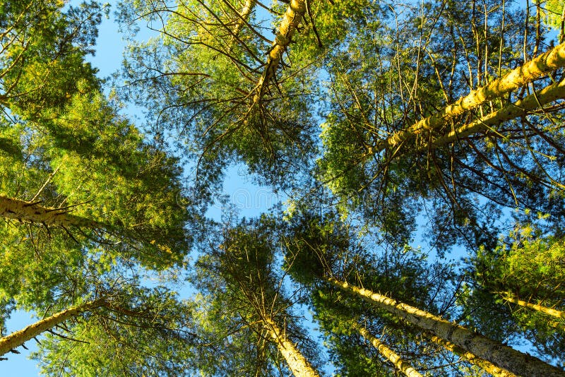 Looking Up Green Trees Forest Background Stock Photo - Image of ...