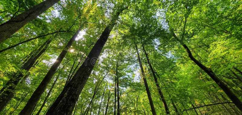 A View from the Ground Up of Tall Trees in a Forest. Fisheye View ...