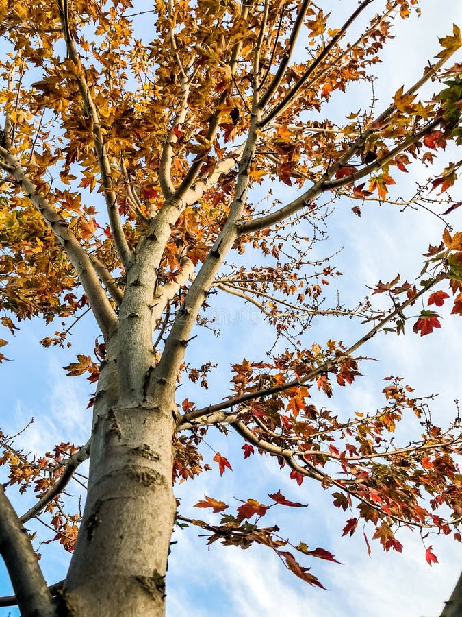 Looking Up from the Ground To the Top of a Tree with Falling Leaves ...