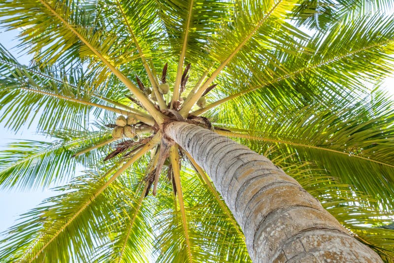 Looking Up into the Heart of a Coconut Palm Stock Image - Image of ...