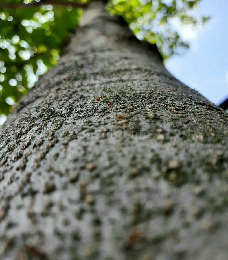 Looking Up High Above the Tree Stock Image - Image of looking, leaf ...