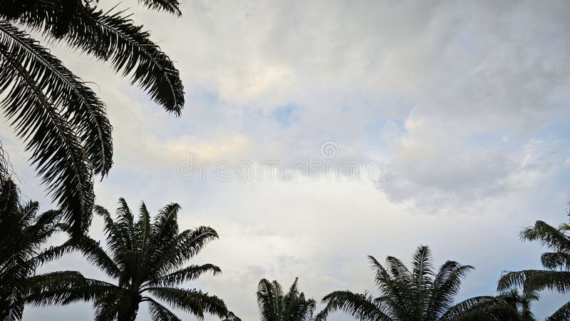 Looking Up High at Morning Sky with Leafy Foliage by the Edge of the ...