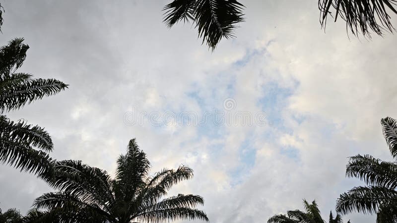 Looking Up High at Morning Sky with Leafy Foliage by the Edge of the ...