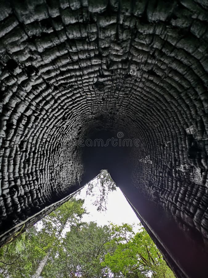 Looking Up Inside a Hollow, Burned Cedar Tree Stock Photo - Image of ...