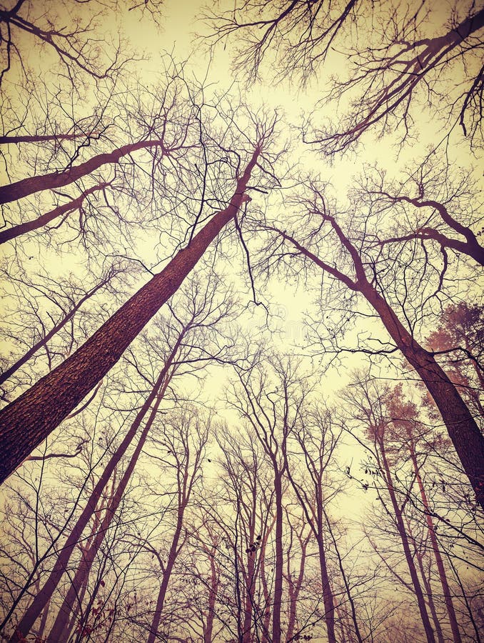 567 Looking Up Birch Trees Stock Photos - Free & Royalty-Free Stock ...