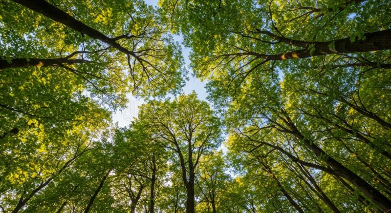 Looking Up through Lush Green Forest Canopy Stock Illustration ...