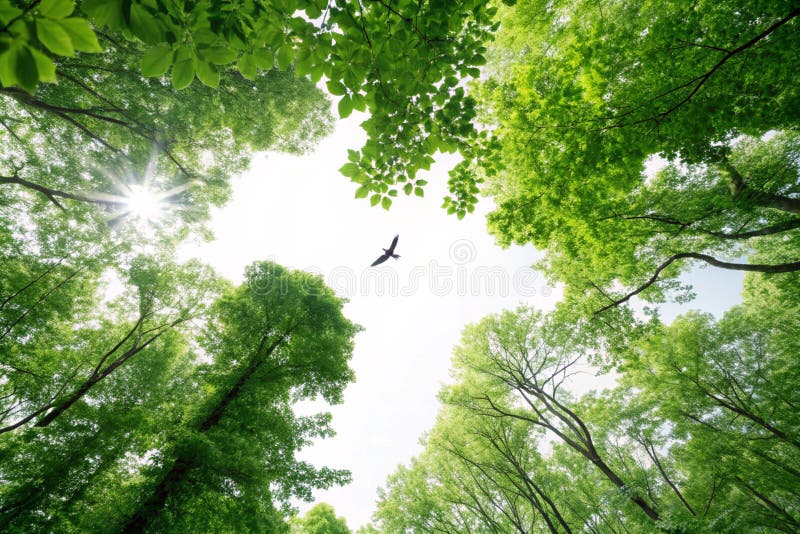 View through Tree Canopy with Bird Soaring Stock Illustration ...