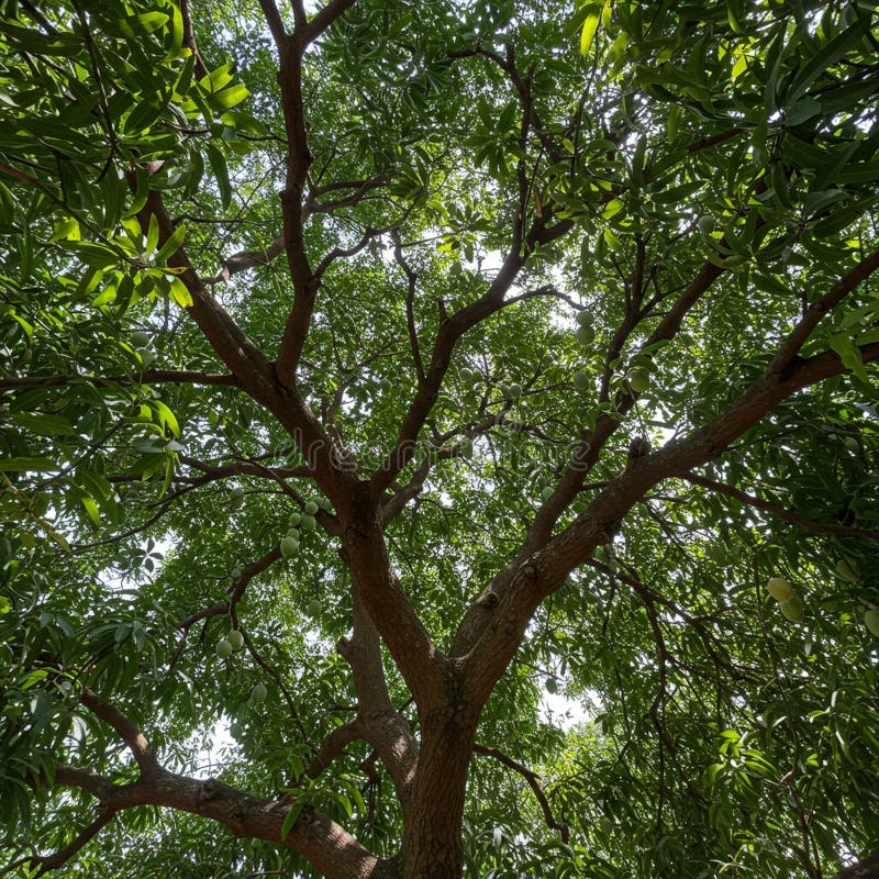 Looking Up at a Mango Tree (Mangifera Indica) with a Broad Canopy of ...
