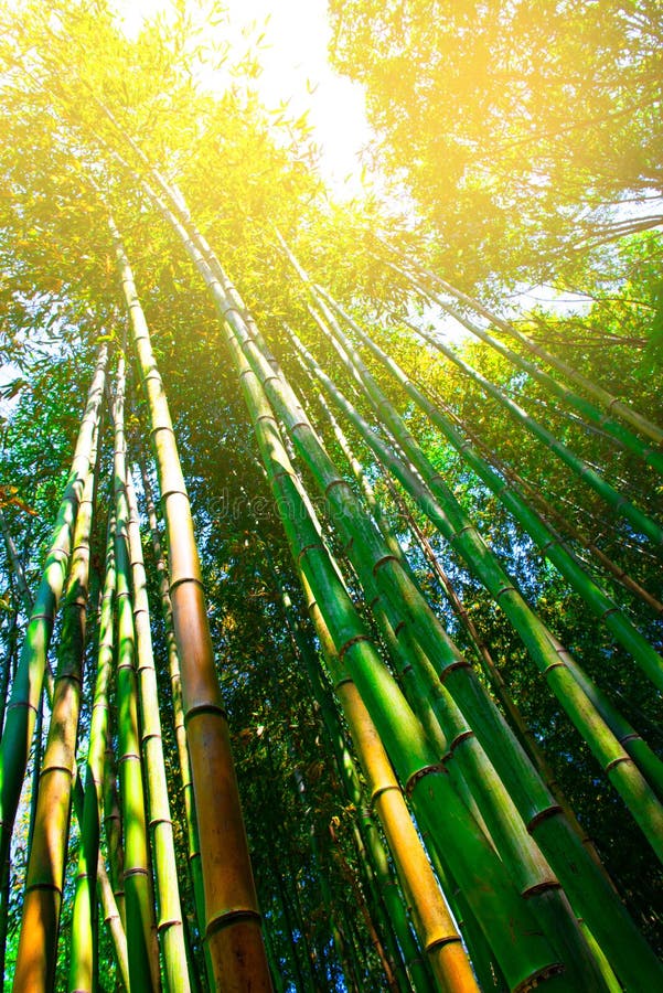 Looking Up Many Green Bamboo Tree in the Forest Stock Photo - Image of ...