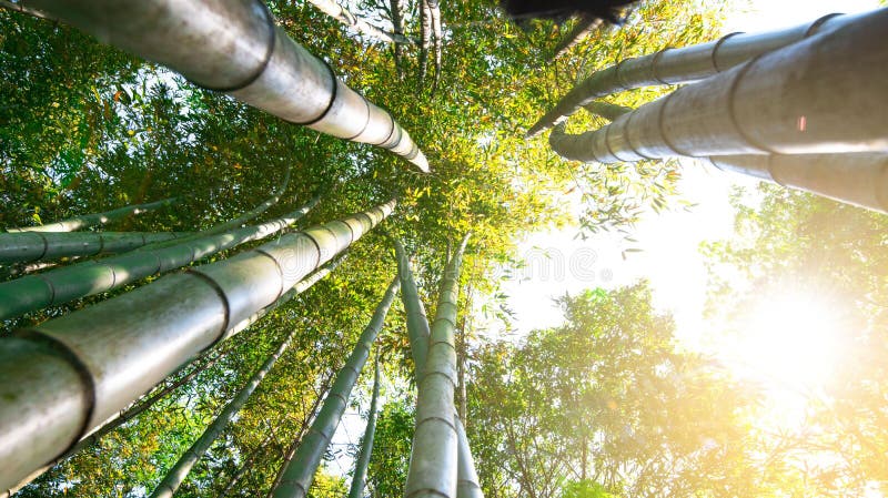 Looking Up Many Green Bamboo Tree in the Forest Stock Photo - Image of ...