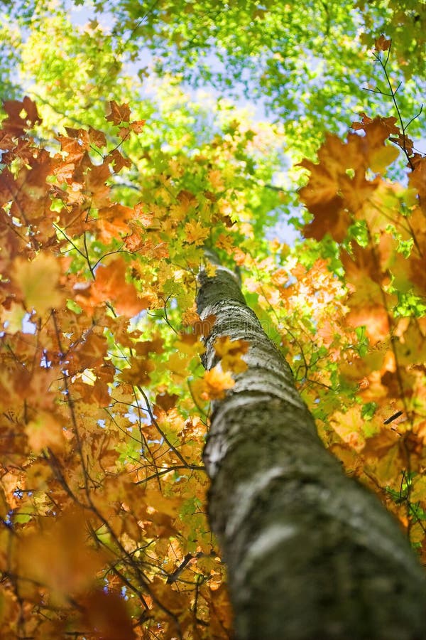 Looking Up a Maple Tree in the Fall. Tree Top. Stock Photo - Image of ...
