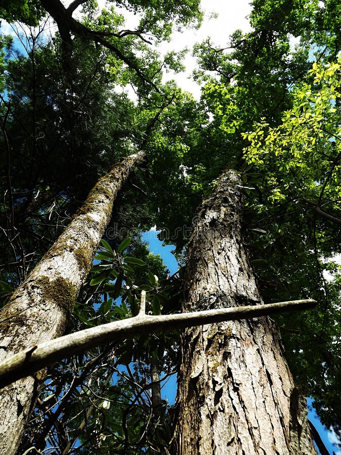 Looking Up stock photo. Image of trees, mountains, appalachian - 40831048