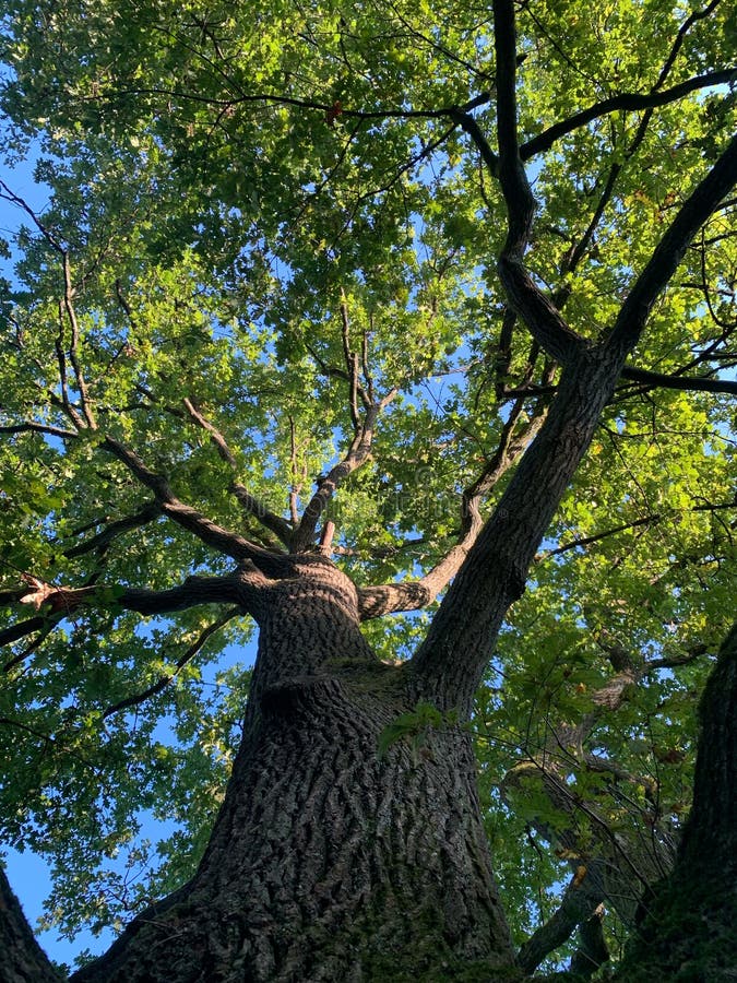 Looking Up into an Oak Tree Stock Photo - Image of looking, branch ...