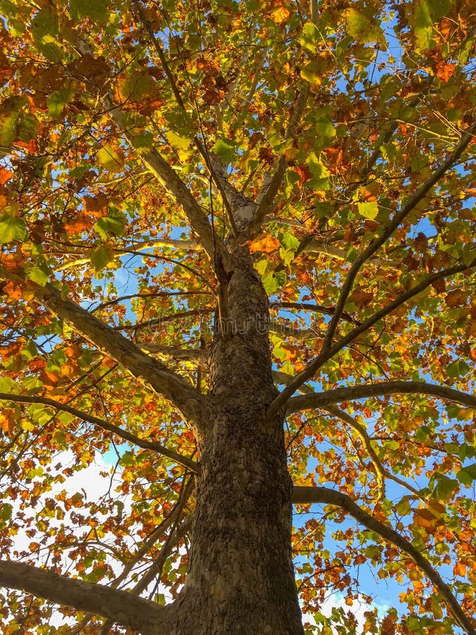 Looking Up into an Old Sycamore Tree in Autumn Stock Photo - Image of ...