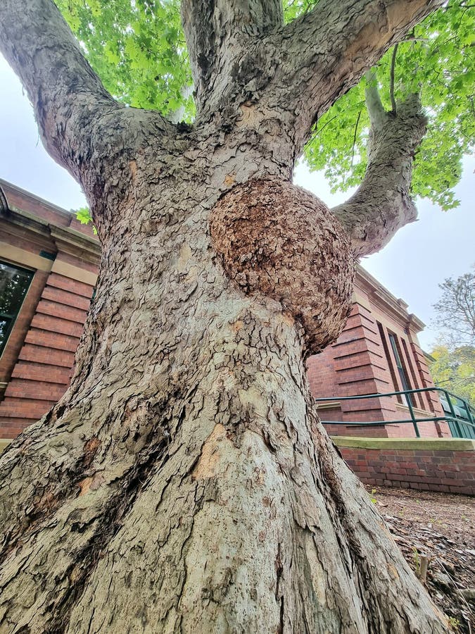 Old Tree with Rough Bark and a Scar on the Trunk Stock Image - Image of ...