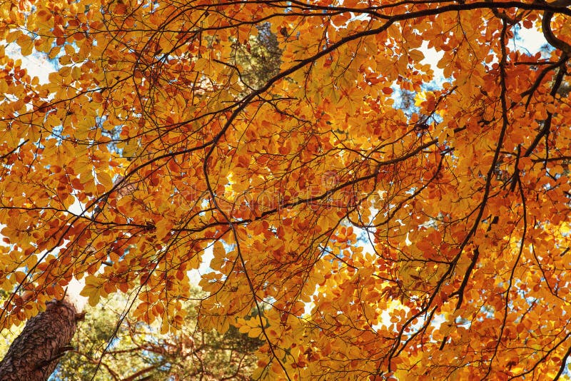 Looking Up Orange Yellow Coloured Autumn Leaves on a Beech Tree Stock ...