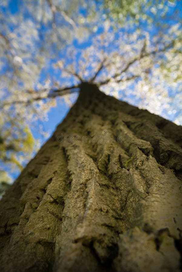 Looking Up Over a Tree Trunk Stock Photo - Image of color, landscape ...