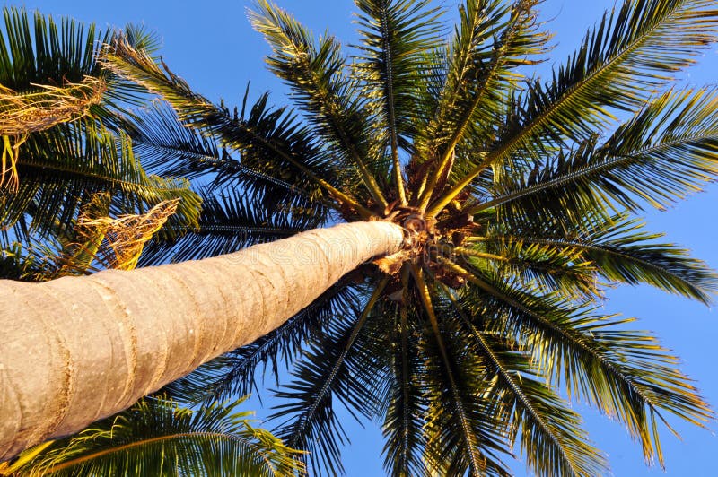 Up at a Palm Tree stock image. Image of shading, strong - 55721