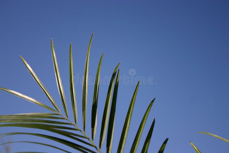 Looking up at palms stock image. Image of spiny, blue, spring - 187575