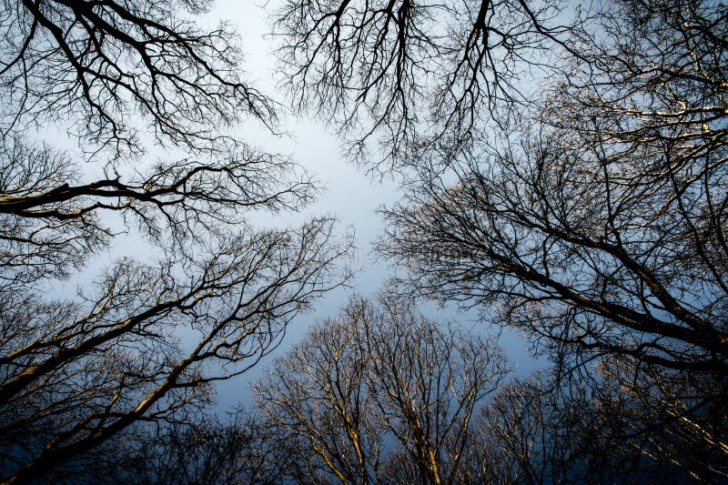 Looking Up Perspective of Winter Trees Stock Image - Image of tree ...