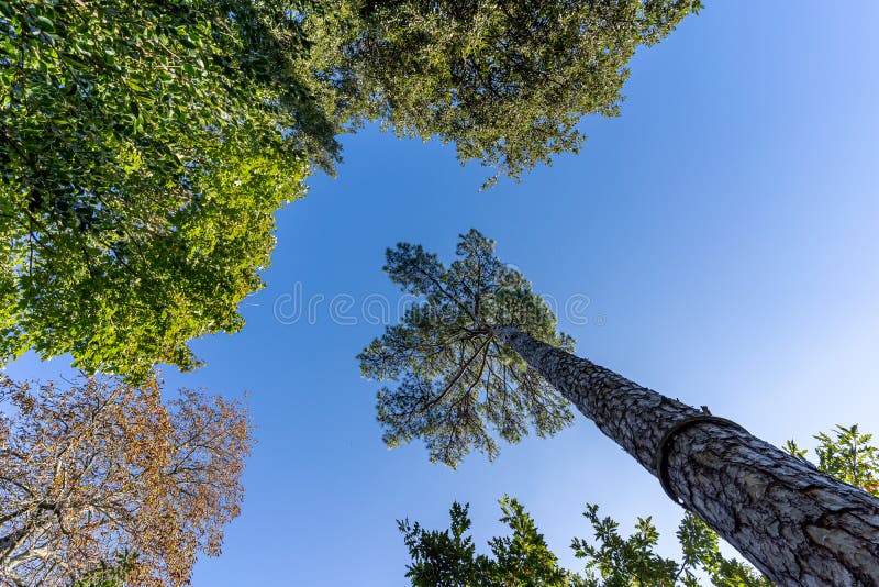 Masterly Trees Stock Photos - Free & Royalty-Free Stock Photos from ...