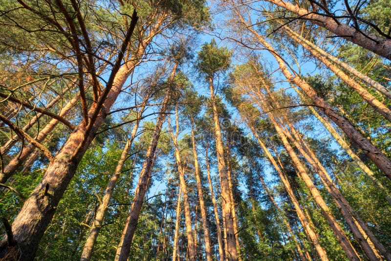 Looking Up in Pine Forest Tree To Canopy. Bottom View Wide Angle ...
