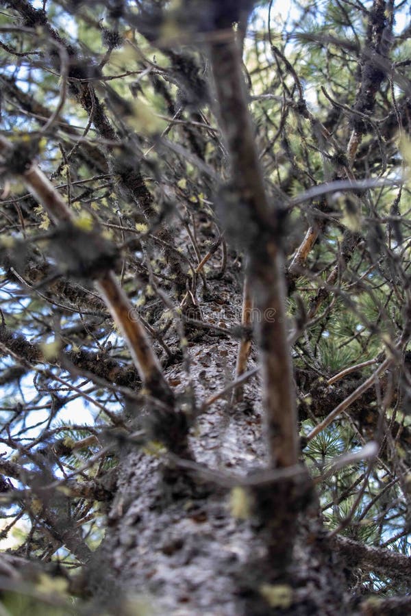 Looking Up a Pine Tree Branches Stock Photo - Image of shot, landscape ...