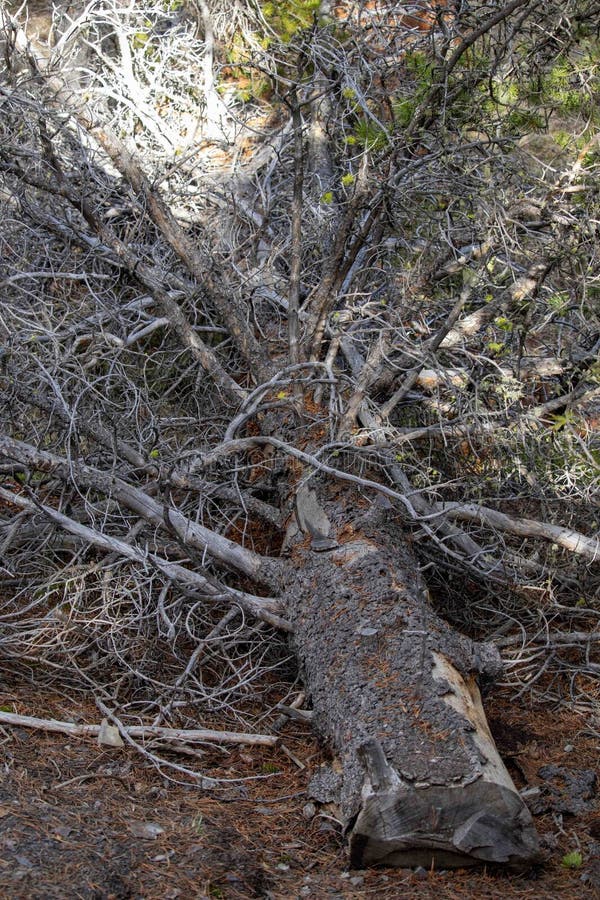 Looking Up a Pine Tree Branches Stock Photo - Image of tree, shot ...
