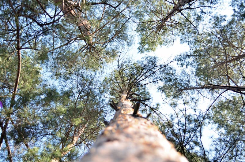 Looking Up in the Pine Tree Forest Stock Image - Image of large ...