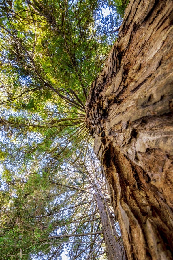 Looking Up a Pine Tree from a Macro To Distant Perspective with Blue ...
