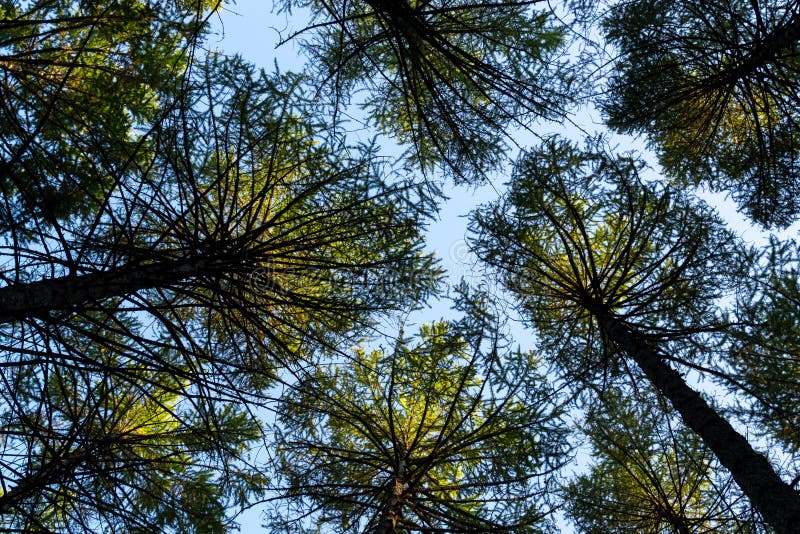 Red Pine Forest Looking Up stock photo. Image of tree - 32829570
