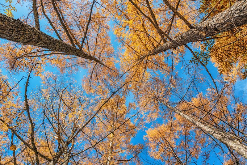 Looking Up the Pine Trees in Autumn Forest Stock Image - Image of ...