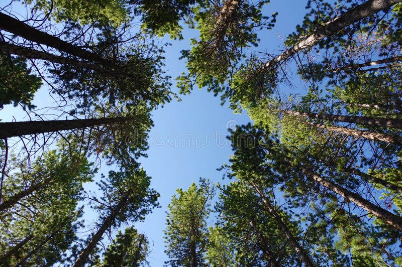 Looking Up into Pine Trees. Stock Photo - Image of forest, looking ...