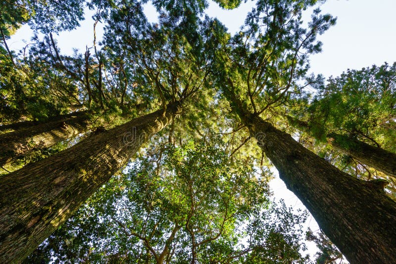 Looking Up at the Trees in the Forest Stock Image - Image of park, tree ...