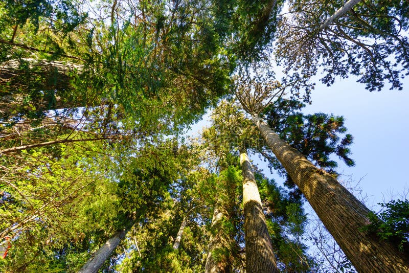 Looking Up at Pine Trees in Forest Stock Image - Image of meadow, path ...