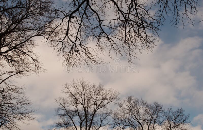 Looking Up into a Pretty Sky through Bare Trees Stock Photo - Image of ...