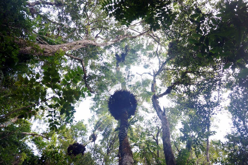 Canopy Daintree Rainforest Stock Photos - Free & Royalty-Free Stock ...