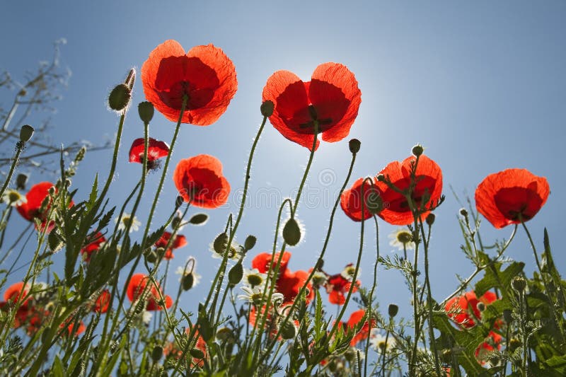 Looking Up at Red Poppies in Spring Field in Southern Spain Stock Photo ...