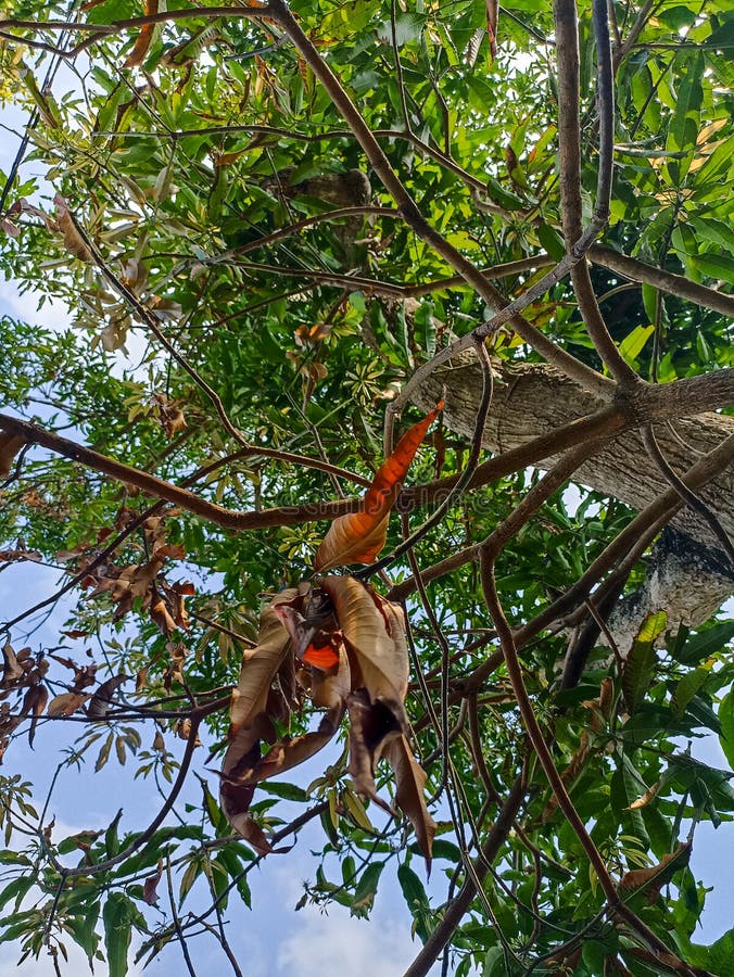 410 Large Tall Dead Trees Stock Photos - Free & Royalty-Free Stock ...