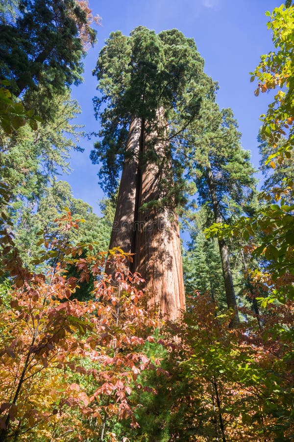 Looking Up a Sequoia Tree, Fall Colored Pacific Mountain Dogwood in the ...
