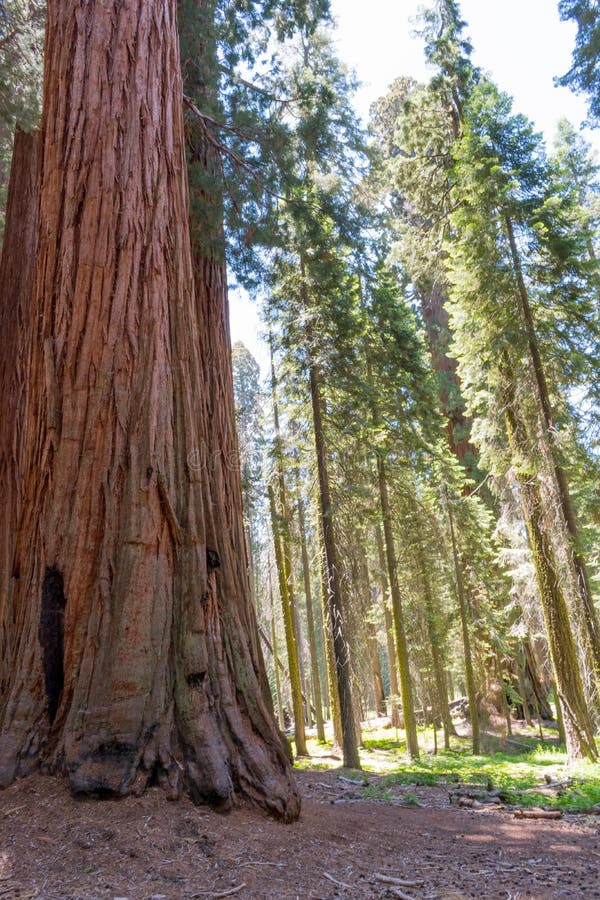 Sequoia in Sequoia National Park Stock Photo - Image of large, massive ...