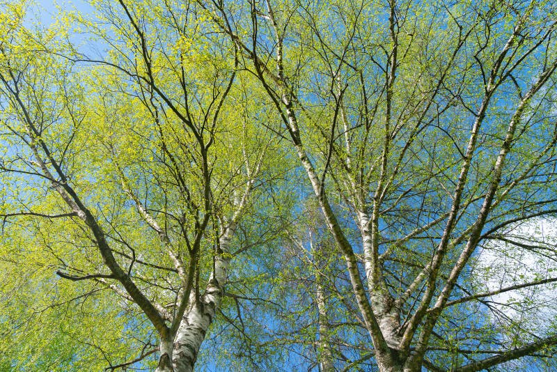 Looking Up through Silver Birch Trees with Spring Growth Stock Image ...