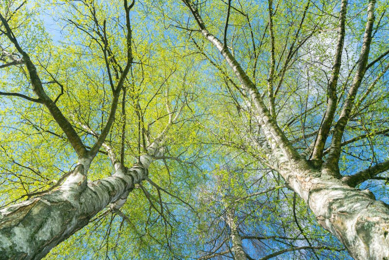 Looking Up through Silver Birch Trees with Spring Growth Stock Image ...