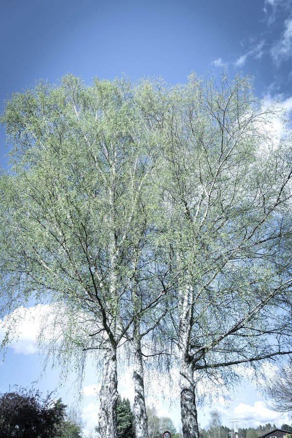 Birch trees looking up stock image. Image of bare, vertical - 771803