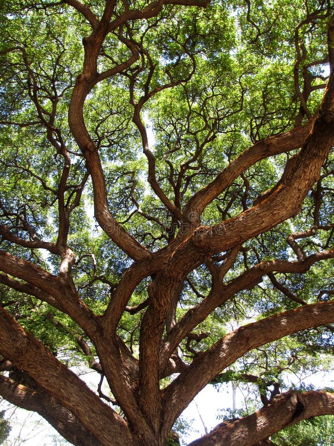 Looking Up at the Sky through a Canopy of Tree Branches Stock Image ...