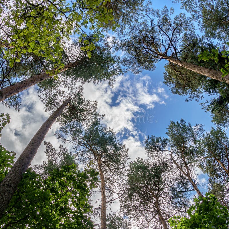 Looking Up into the Sky in a Pine Forest Stock Image - Image of trunk ...