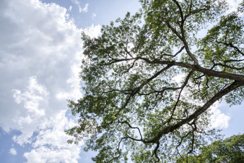 128 Rainforest Blue Sky Looking Up Stock Photos - Free & Royalty-Free ...