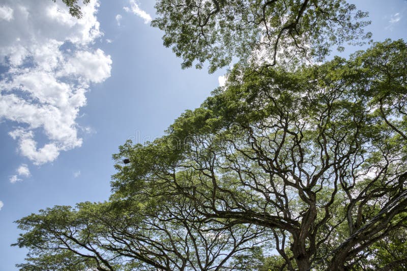 231 Rainforest Canopy Looking Up Stock Photos - Free & Royalty-Free ...