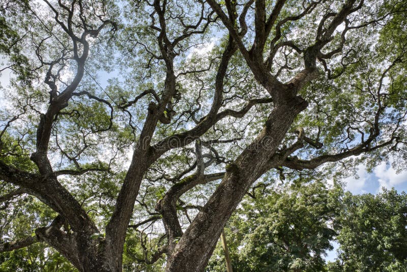244 Rainforest Canopy Looking Up Stock Photos - Free & Royalty-Free ...