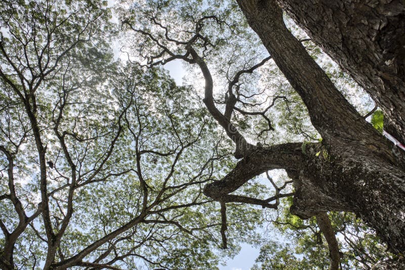 244 Rainforest Canopy Looking Up Stock Photos - Free & Royalty-Free ...
